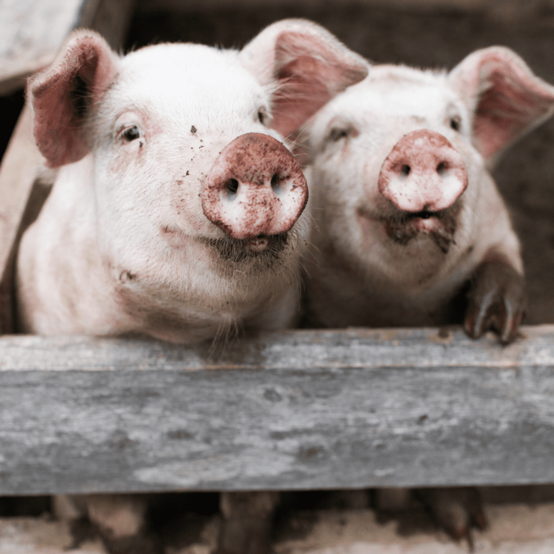 Pig fermentation broth | microbz for agriculture